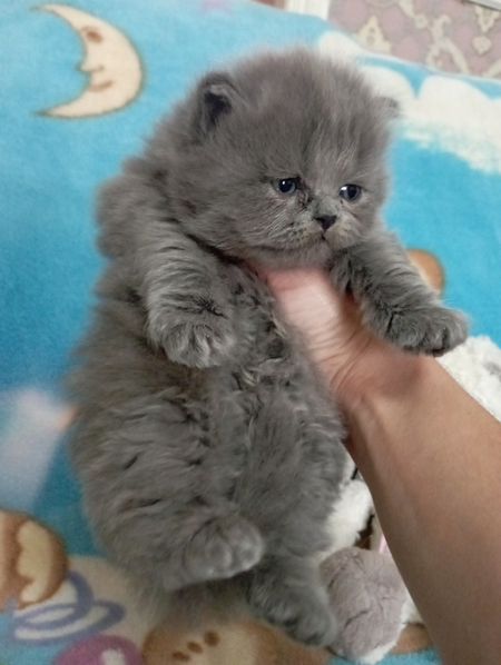 Продается мальчик скоттиш страйт.