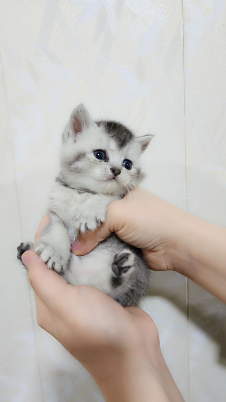 Продаются котята
