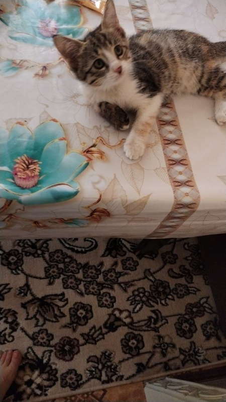 Отдам котят в хорошие руки