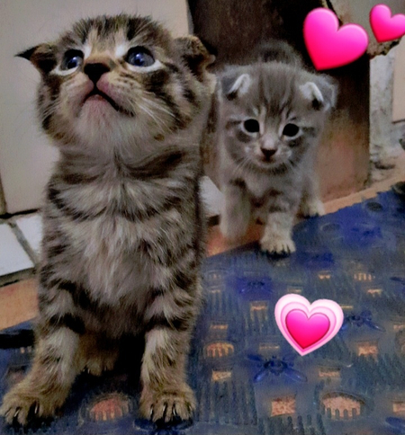 Срочно Продаются Котята