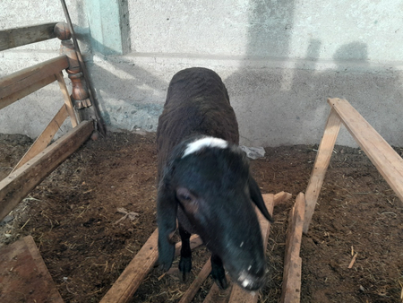 Qo'y va qo'zilar