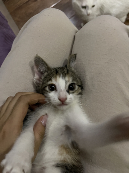 Котанок в добрые руки