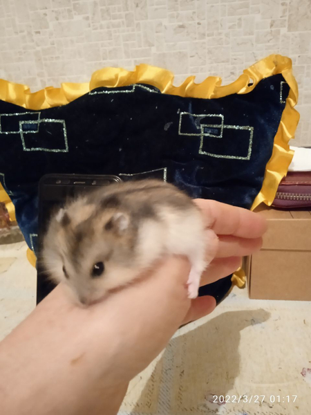 Хомячки джунгарики