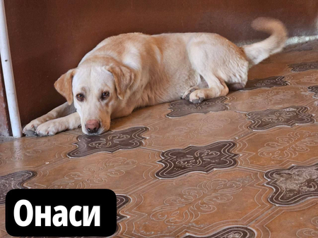 Продается щенок лабрадора