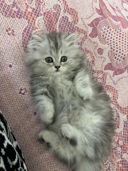 Munchkin