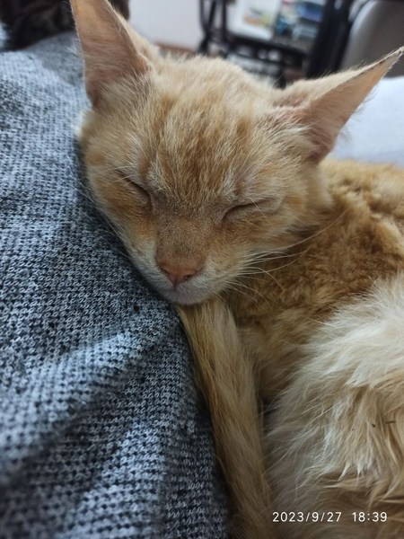 Кот в добрые руки