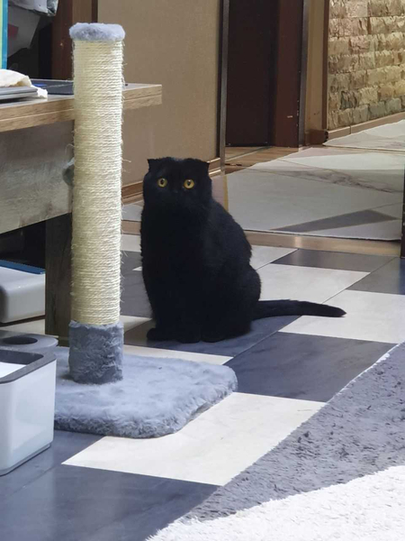 Котята Скотиш страйт  фолд