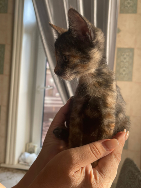 Damashniy Mushuklani tekinga beramiz