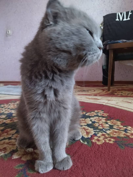 Продается кошка береминная