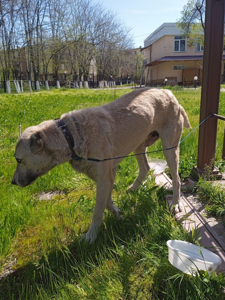 Срочно Продам алабая
