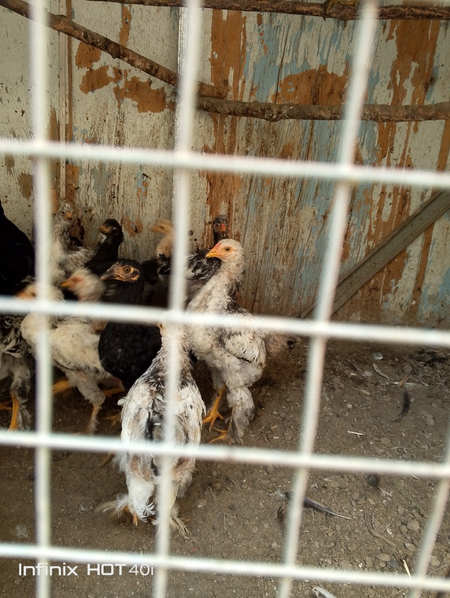 Brama tovuqlari qafasi bilan birga sotiladi