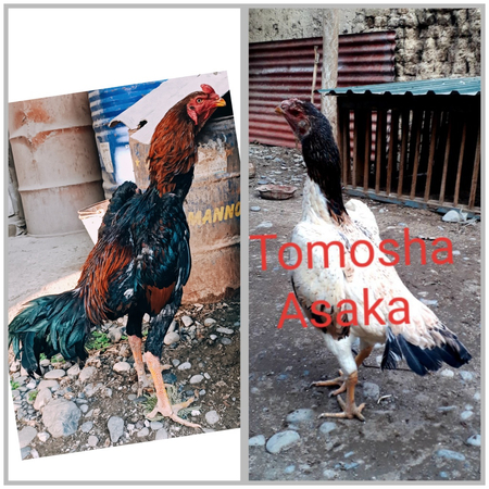 Toza Oshamo jojalari