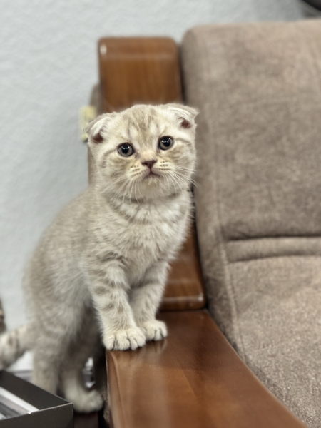 Кошка скотиш фолд