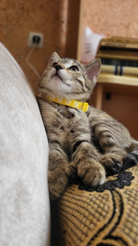 Котёнок в добрые руки
