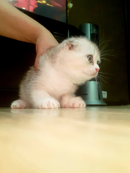 Шладкий скоттиш фолд крупный мальчик