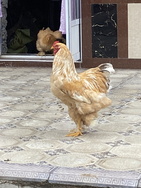 Brama tovuq va xuroz