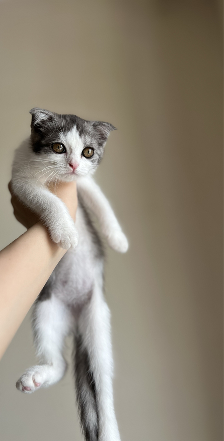 Скоттиш фолд