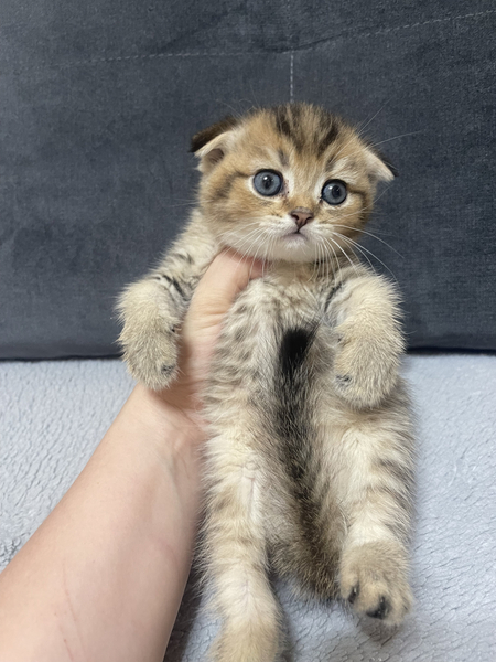 Продаются котята
