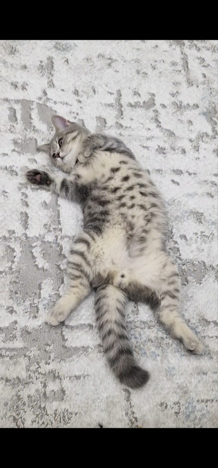 Кошка скоттиш страйт