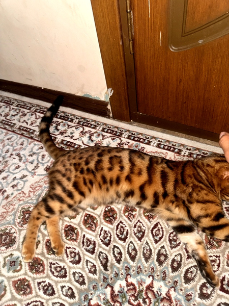 Bengal mushuk sotlad