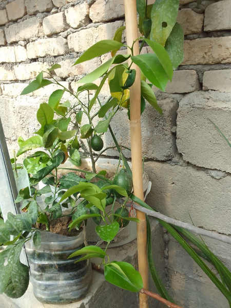 Лимон кучатлари.