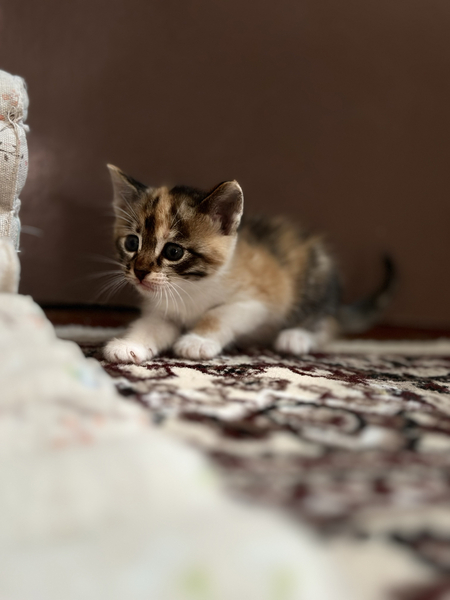 Котята в хорошие руки! Бесплатно!