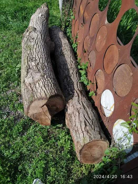 Ёнгог дарахт сотаман