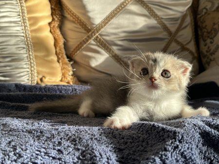 Породстый котенок Голубая Шиншилла фолд