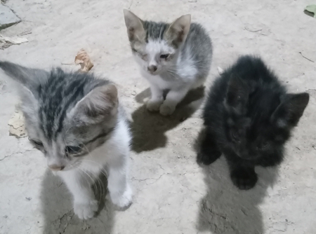 Котята. Отдам в добрые руки.