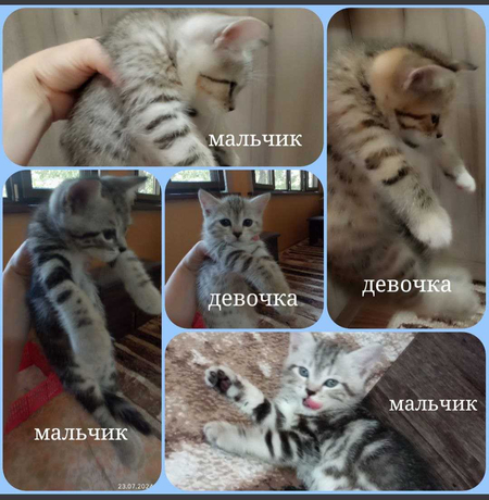 Продаю котят шотландской породы