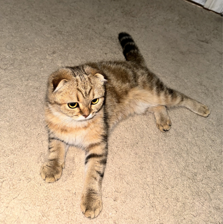 Котенок скоттиш фолд 7 месяц девочка