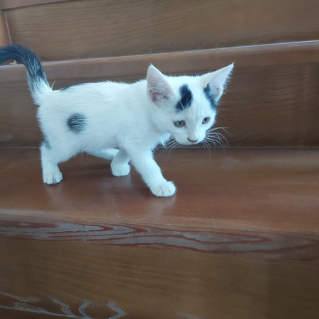 Даром     котята