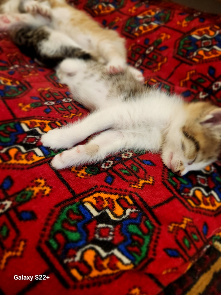 Отдам котят на хорошие руки