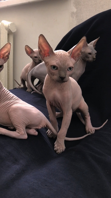 Продаются котята сфинкс