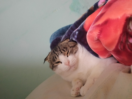 Продам своего кота