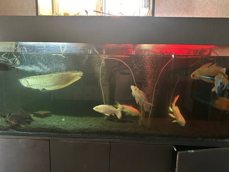 2ta akvarium baliqlari bilan