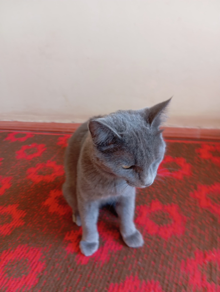 Mushuk kelishtirib beramiz