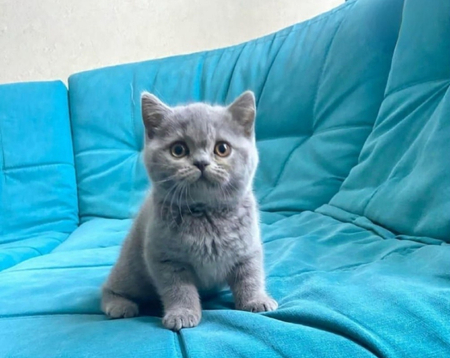 Brtaniskiy qiz ogil