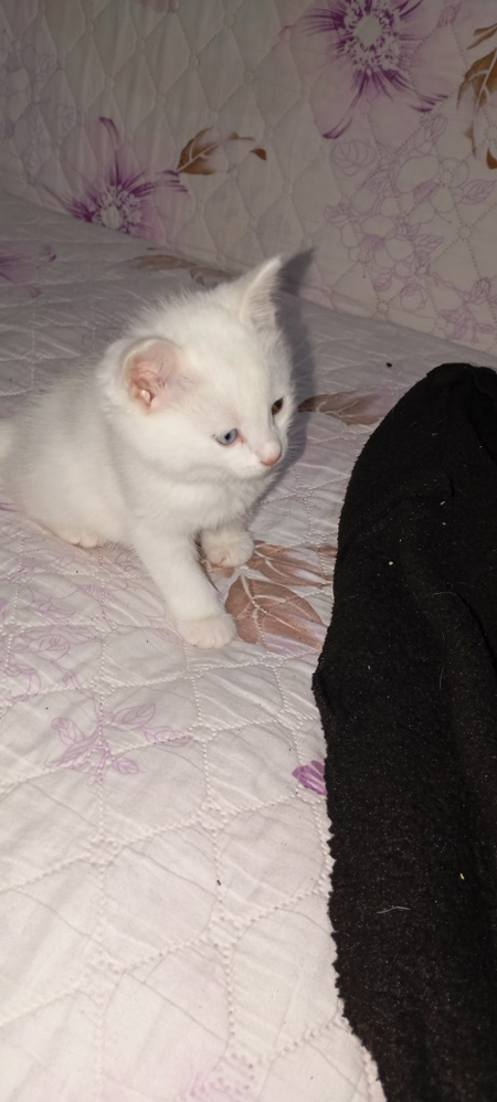 Продам котят турецкая ангорка
