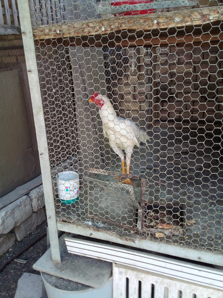 Kareya horoz sotiladi qoni toza 7oyli juja