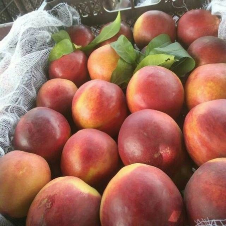 Shaftoli kuchatlarini naviga100%kalat