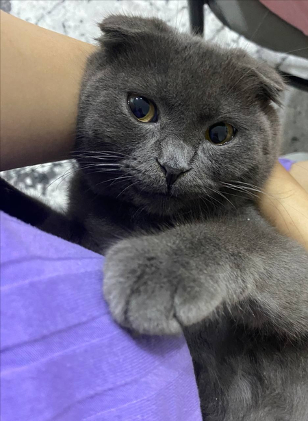 Кот , для вязки.