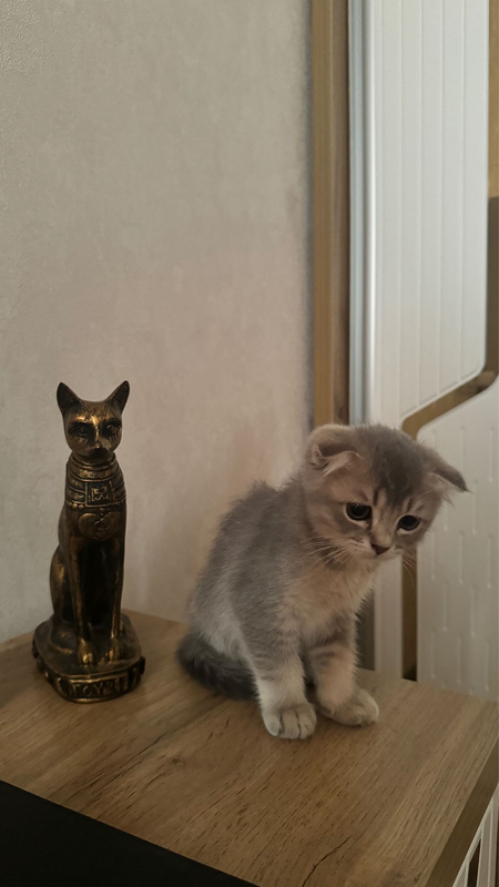 Котенок скотиш фолд вяслоухая породистая девочка
