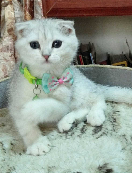 Продаетя котенок серебристая шиншилла.Девочка.