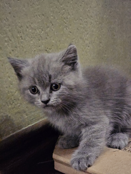 Шотландские котята, от правильной вязки