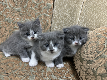 продаются котята