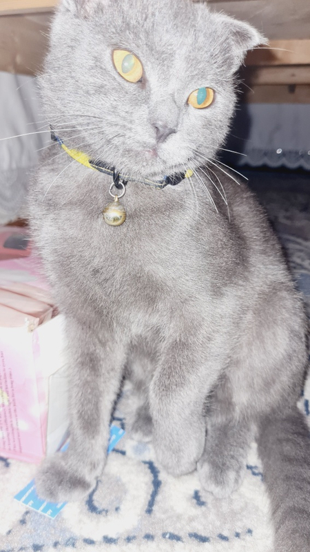 Скотиш фолд стайт
