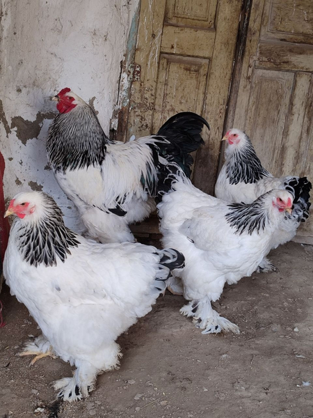 Svetli brama tuxumlari
