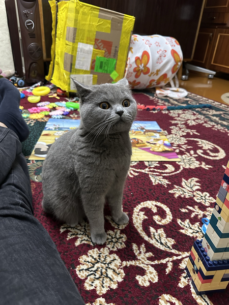 Продается Кот