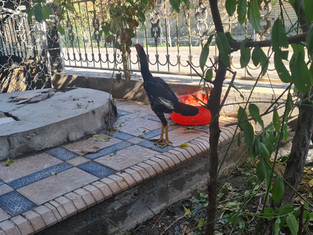 Kulangi xurozlar sotiladi tozaa